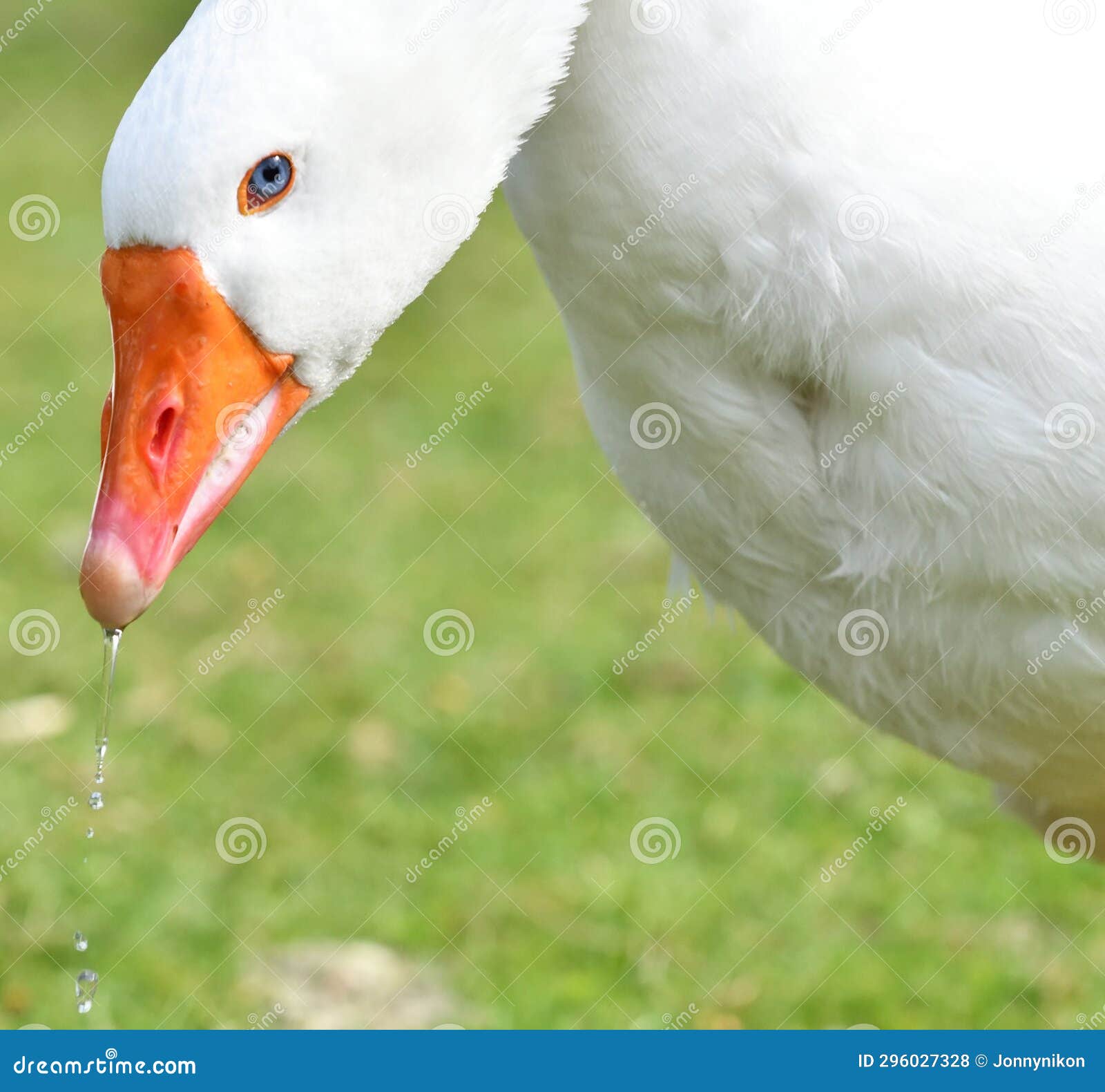 Goose Looking into the Camera Stock Photo - Image of domesticus, animal ...