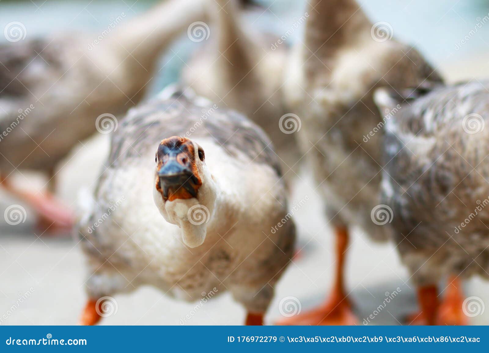 A goose looking at camera stock image. Image of colorful - 176972279