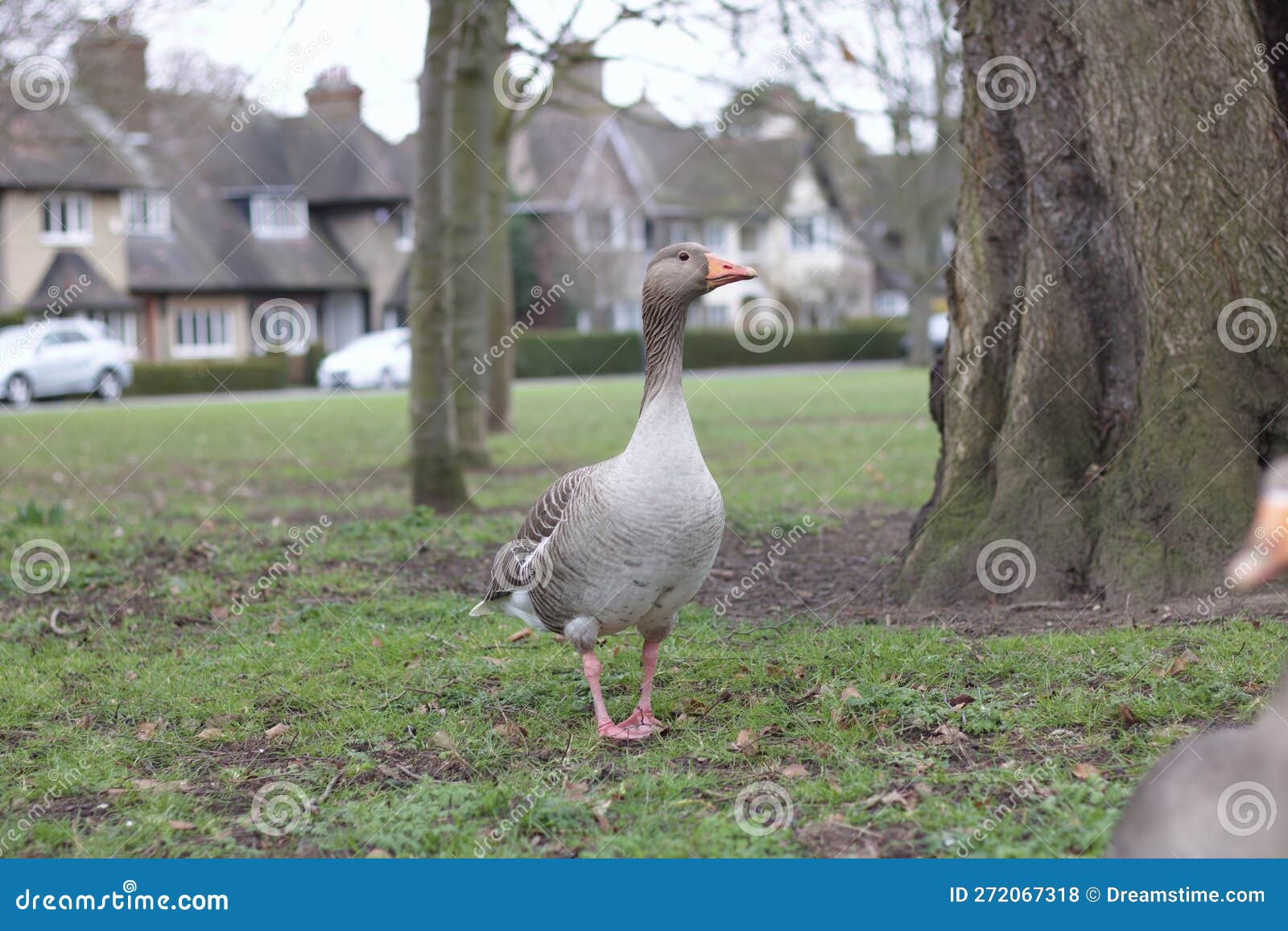 Goose Looking into the Distance Behind a Tree Stock Photo - Image of ...