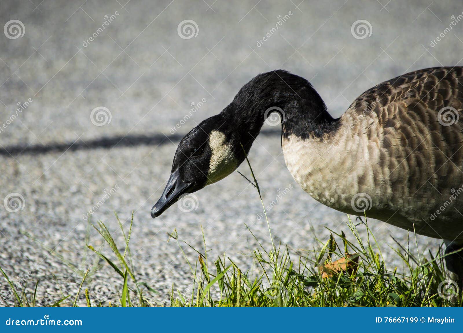 Goose Looking At Camera - Funny White Goose Stretching Its Neck Over ...