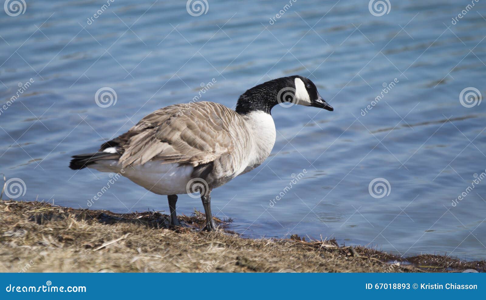 Goose looking into lake stock image. Image of migration - 67018893
