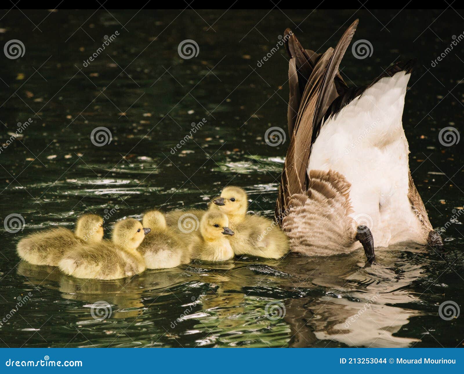 A Goose Looking for Nutritious Algae Underwater. Stock Photo - Image of ...