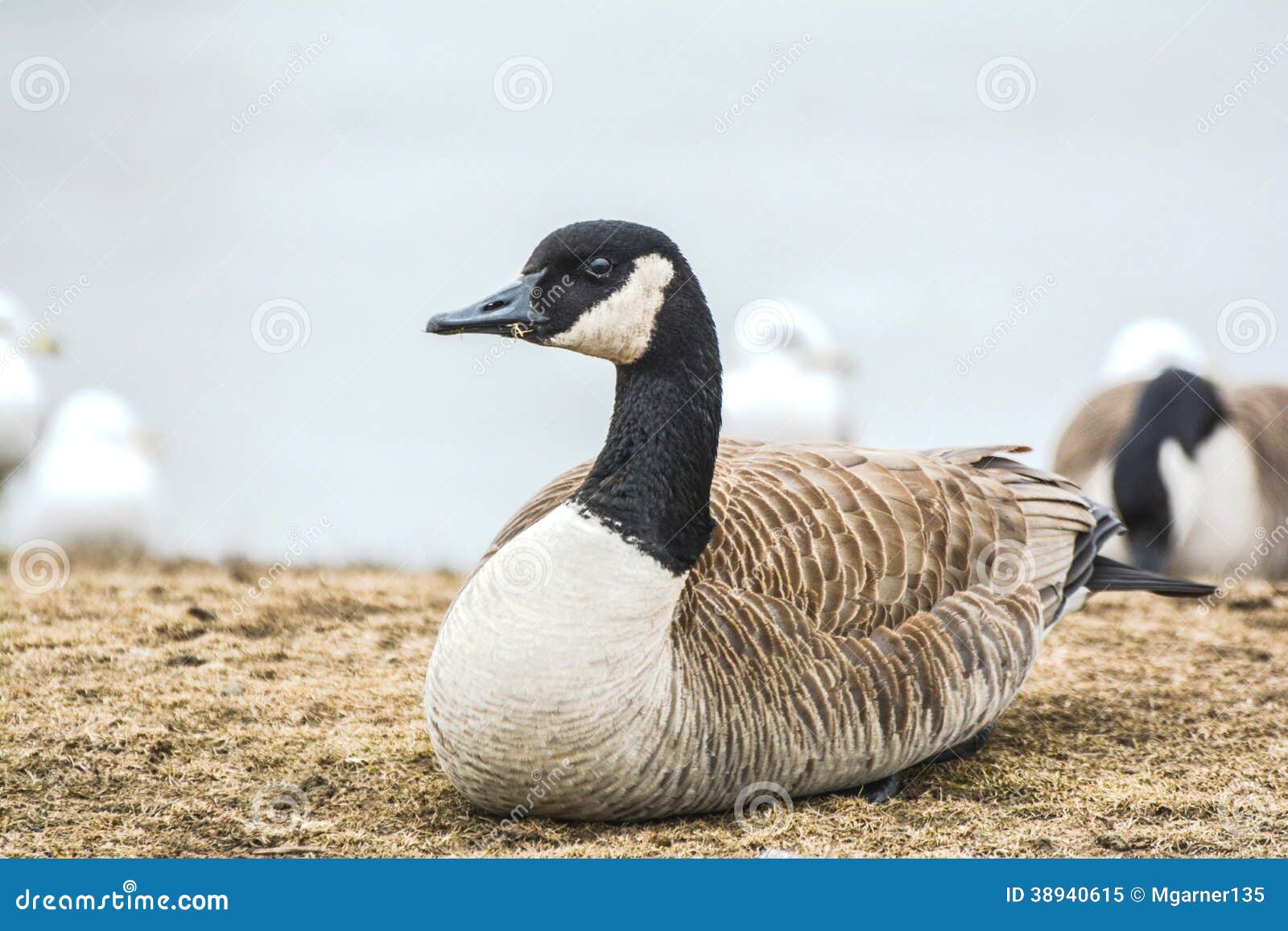 Goose on the Loose stock image. Image of geese, roost - 38940615