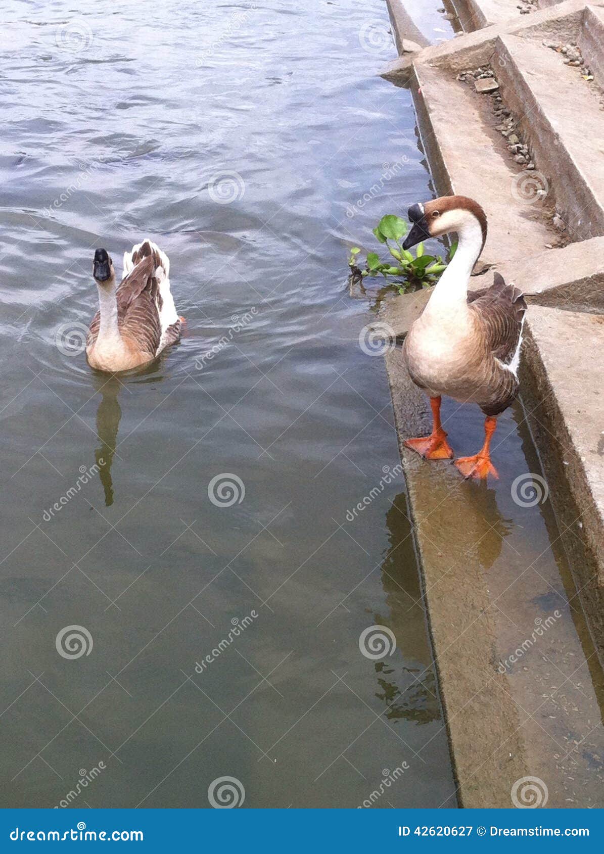 Goose love stock image. Image of inwater, goose, love - 42620627