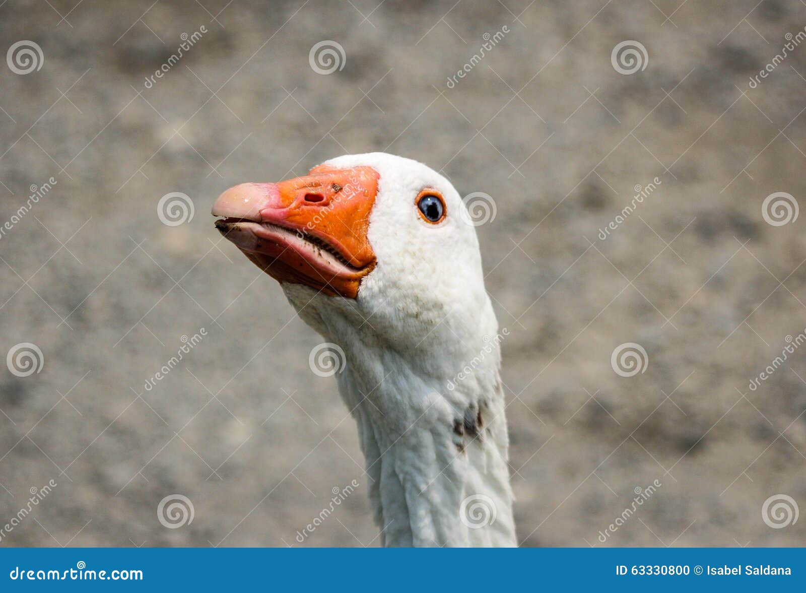 Goose Love ~ stock photo. Image of nature, goose, birds - 63330800