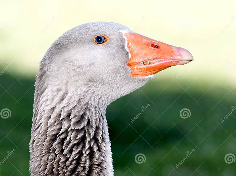Goose Macro stock photo. Image of bird, fowl, nature - 10991538