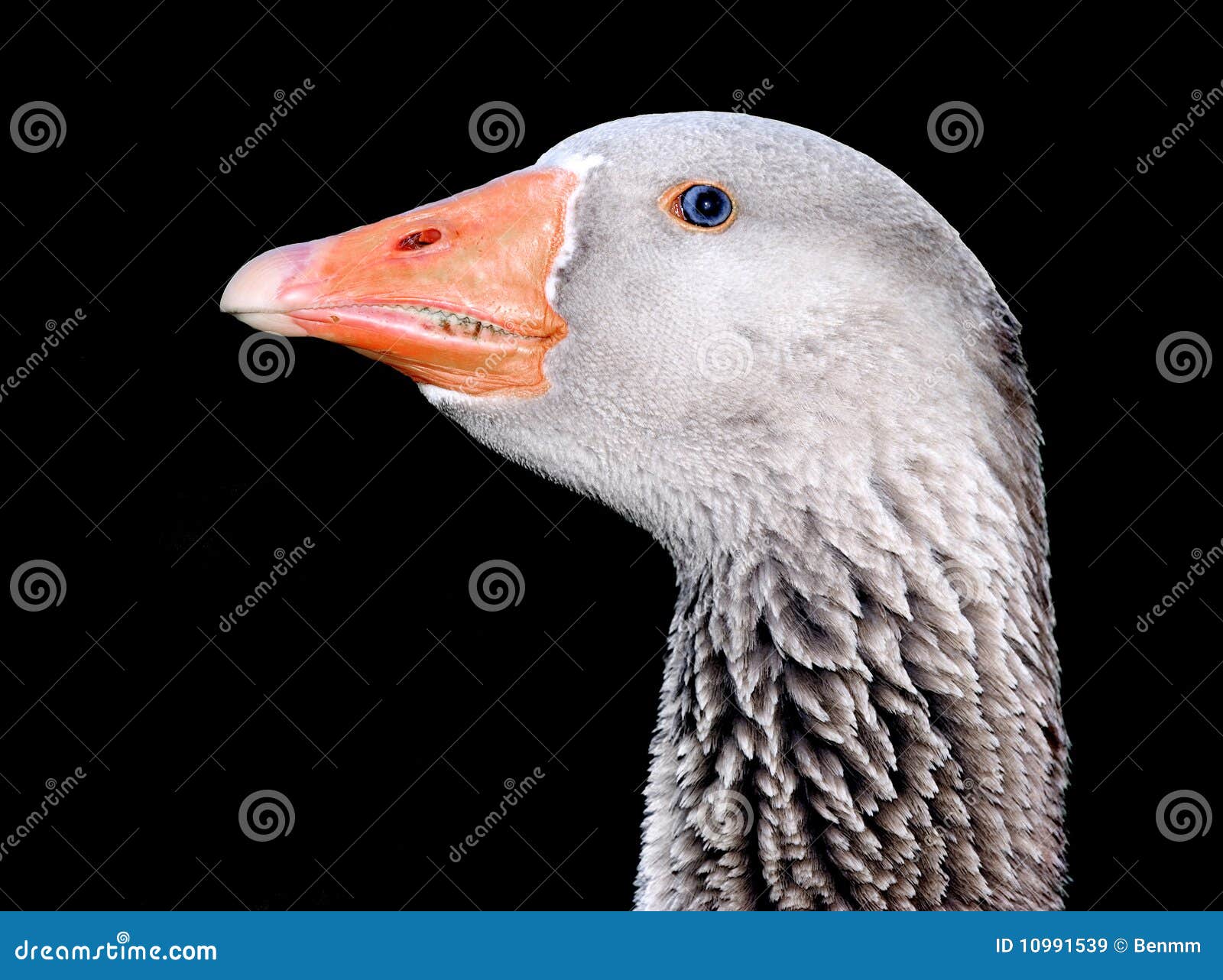 Goose Macro - Isolated stock image. Image of outside - 10991539