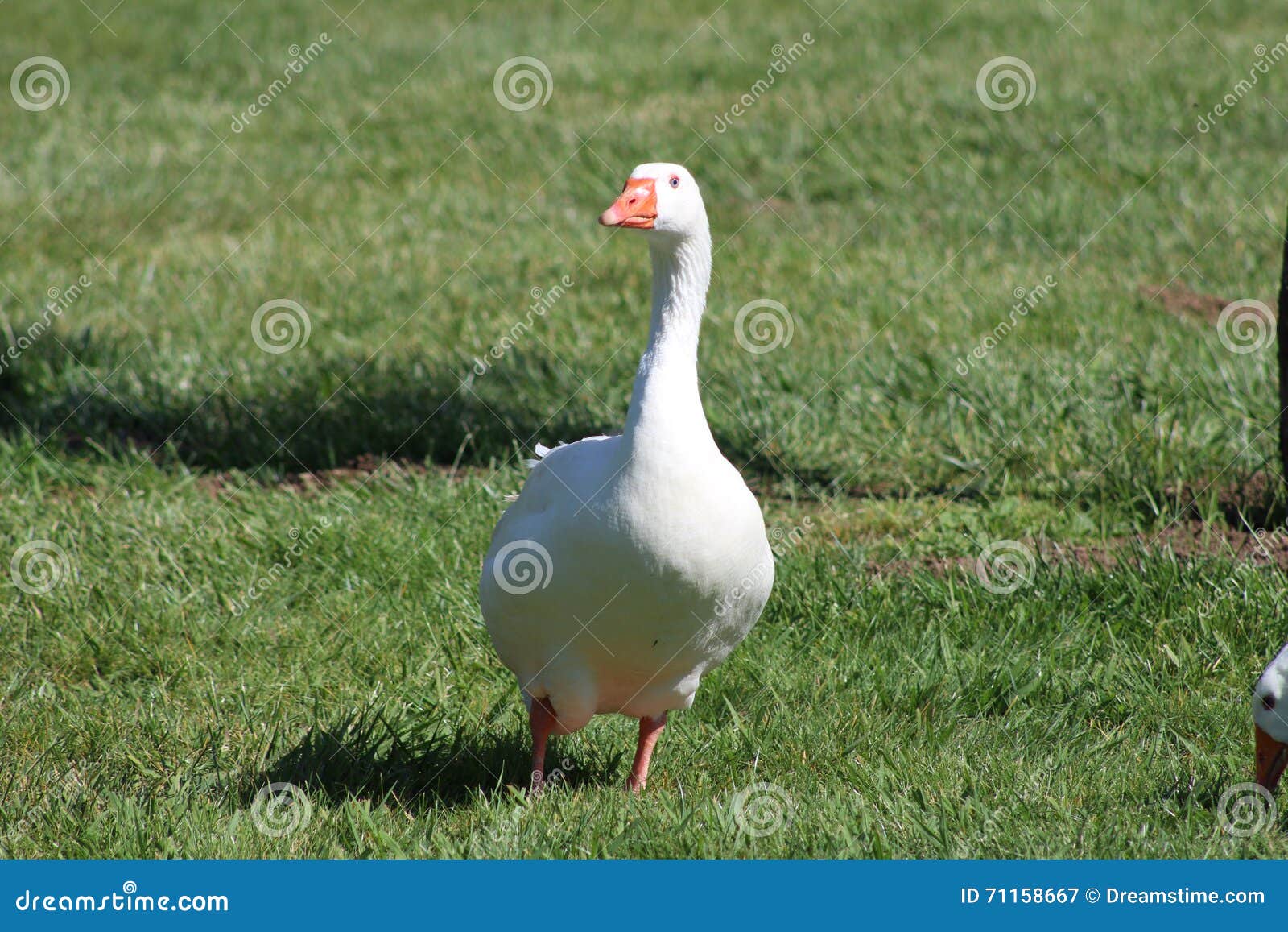 Goose stock image. Image of charge, beek, park, goose - 71158667