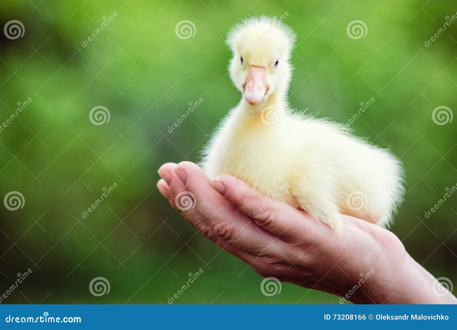 Goose in a man s hand stock photo. Image of little, agriculture - 73208166