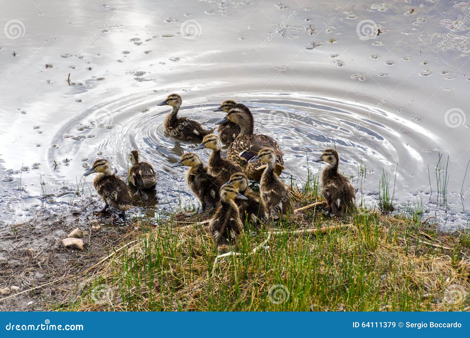 Goose with so many chicks stock image. Image of park - 64111379