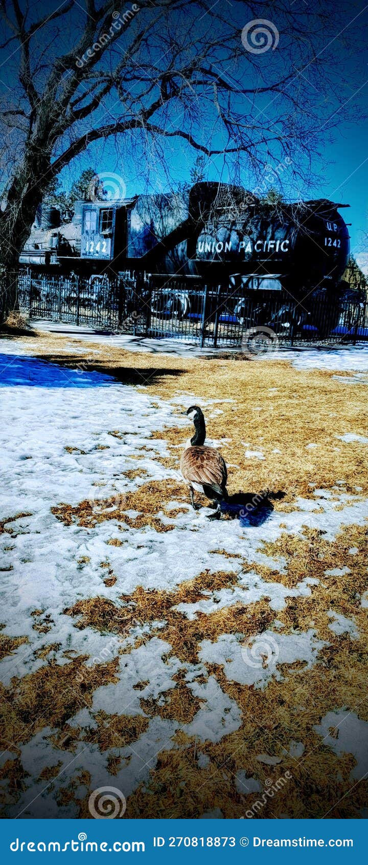 Goose Marching in the Snow by an Antique Train Stock Image - Image of ...