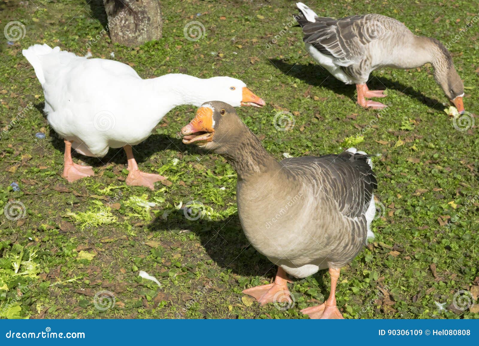 Goose on Meadow, White and Brown Geese on Farmyard Stock Image - Image ...