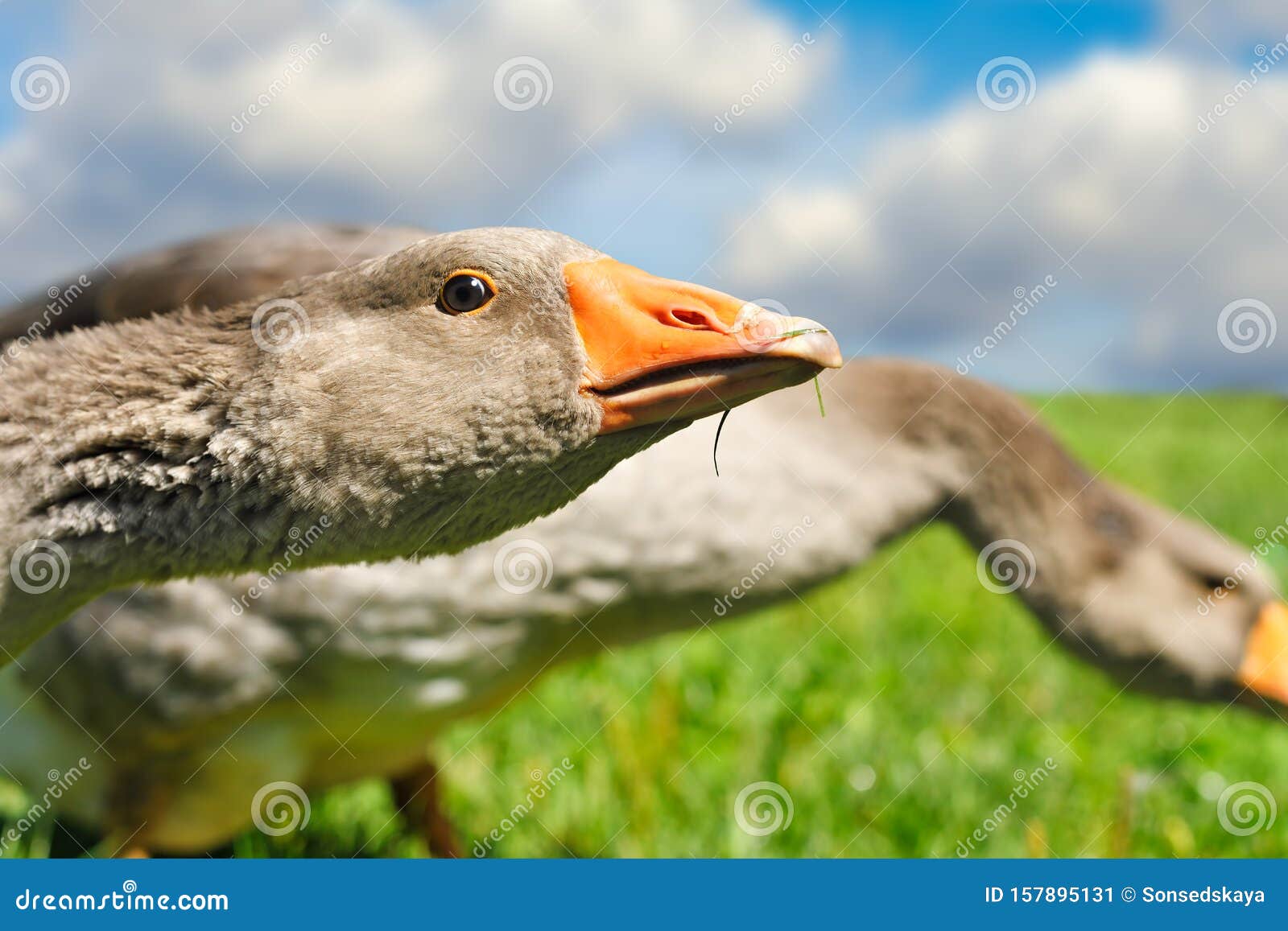 Goose on the meadow stock image. Image of cute, farming - 157895131
