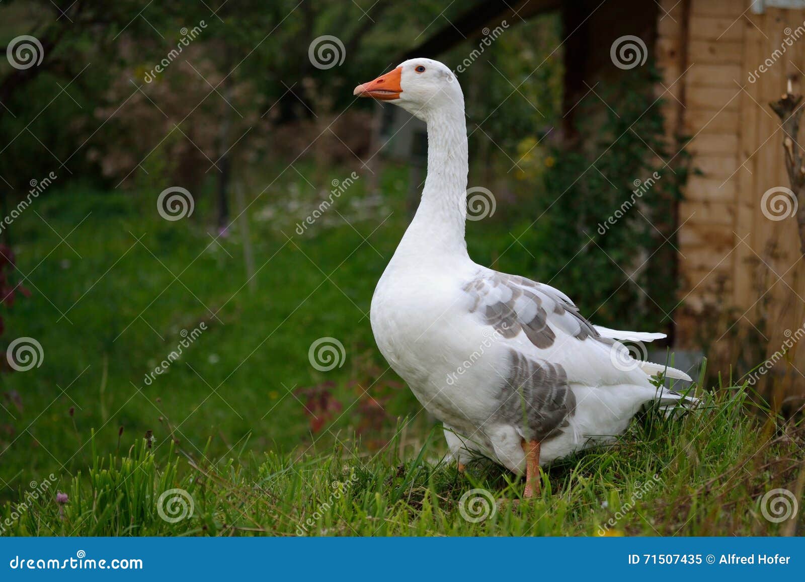 Goose in the meadow stock image. Image of christmas, animals - 71507435