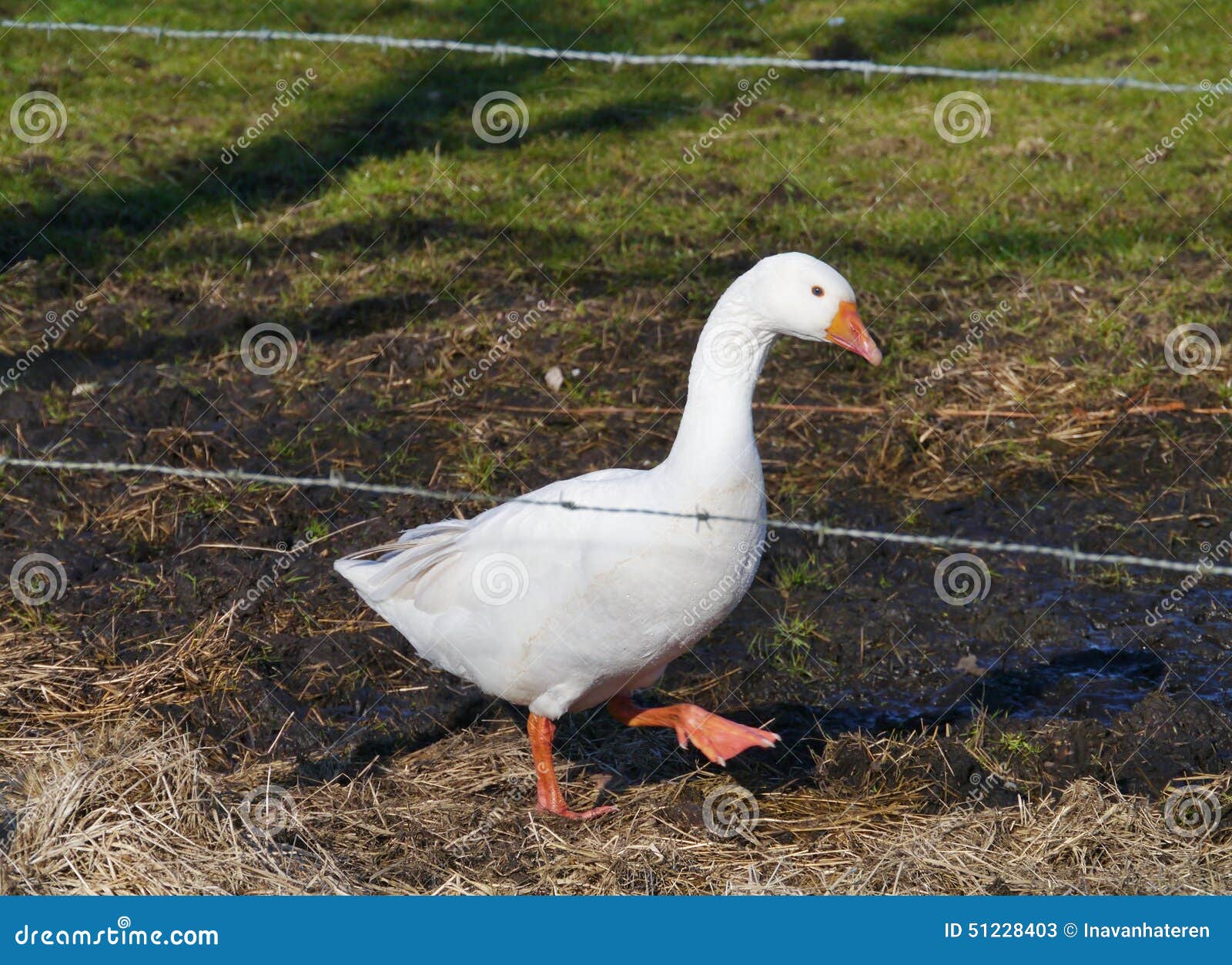 A goose in a meadow stock image. Image of fauna, barbed - 51228403