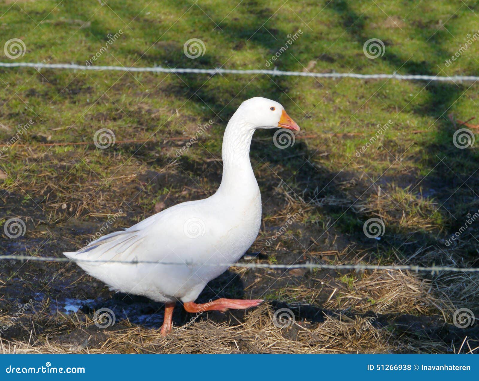 A goose in a meadow stock photo. Image of meadow, county - 51266938