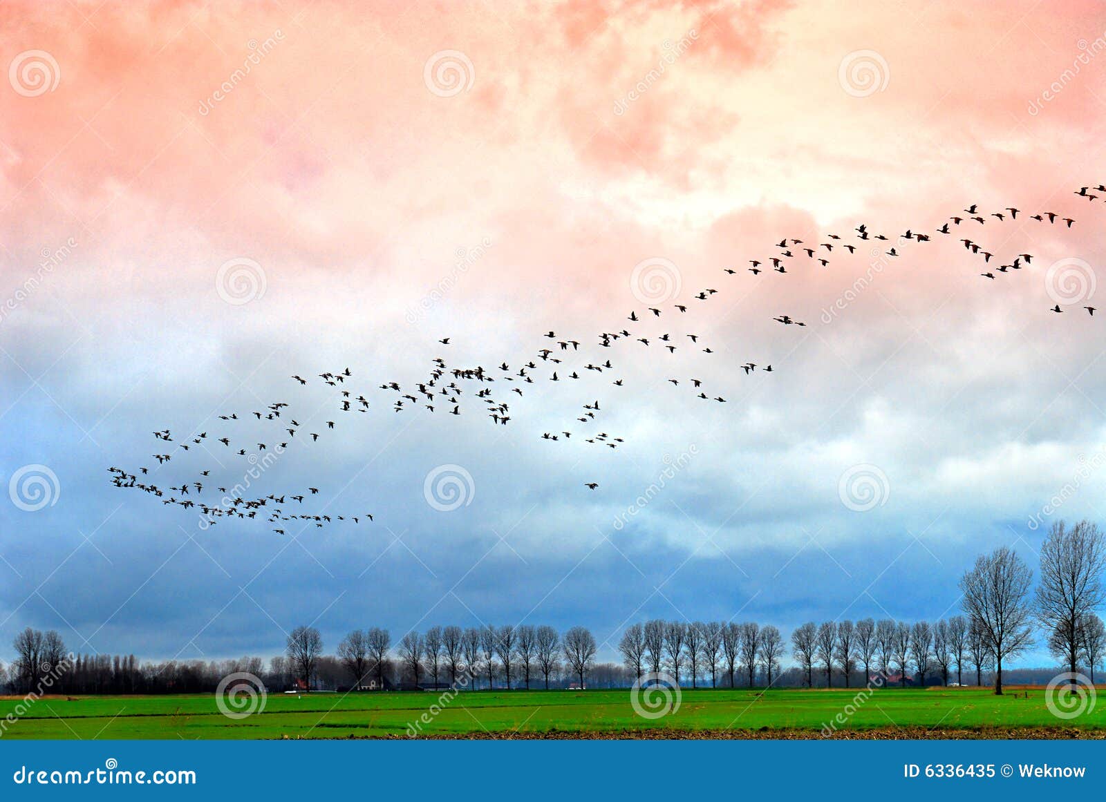 Goose migration stock image. Image of grass, avian, flying - 6336435