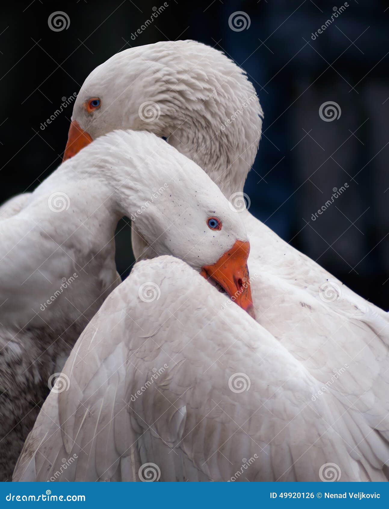 Goose misunderstanding stock photo. Image of communication - 49920126
