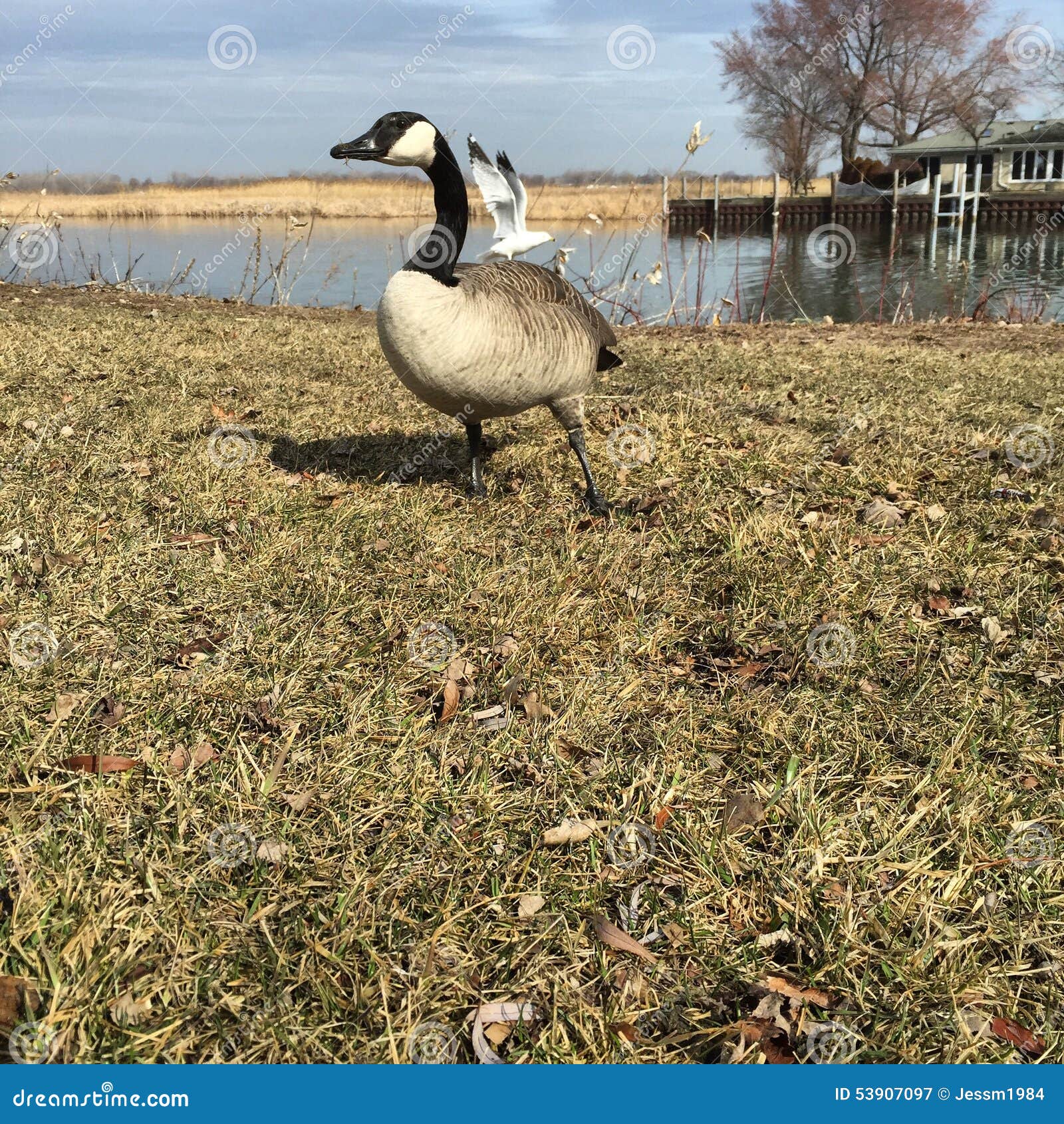 Goose model stock image. Image of nature, wildlife, cute - 53907097