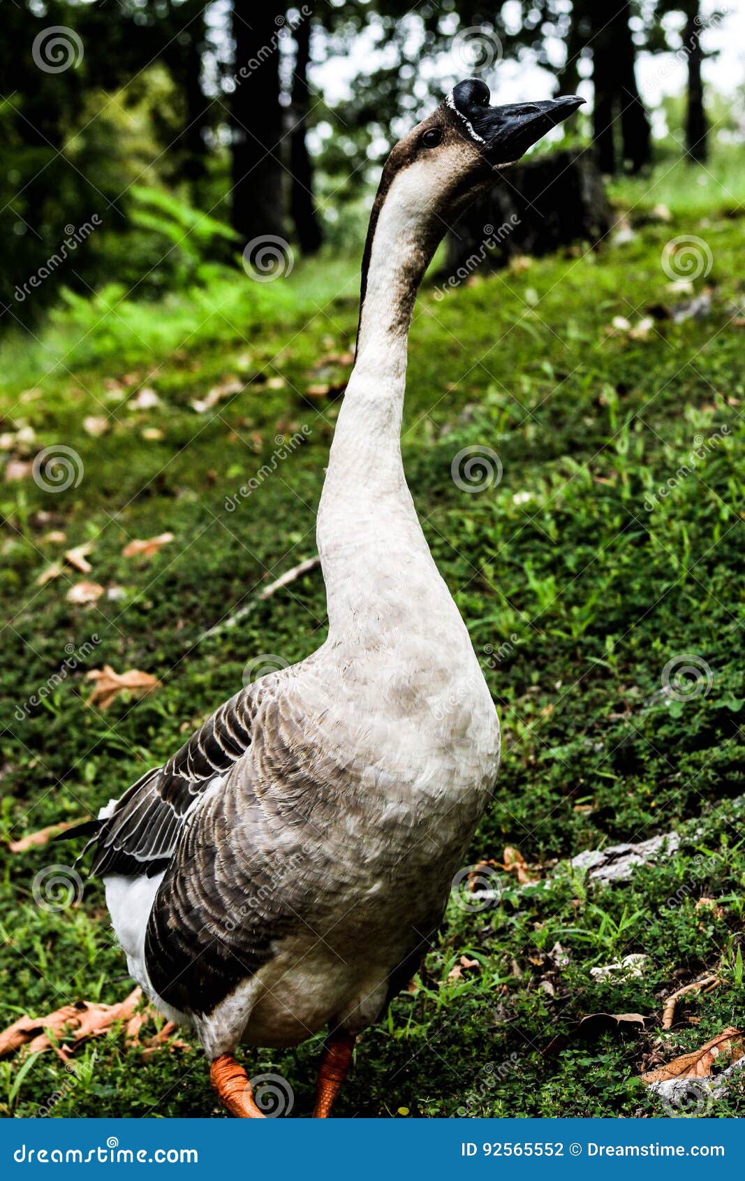 Goose stock photo. Image of friend, goose, beautiful - 92565552