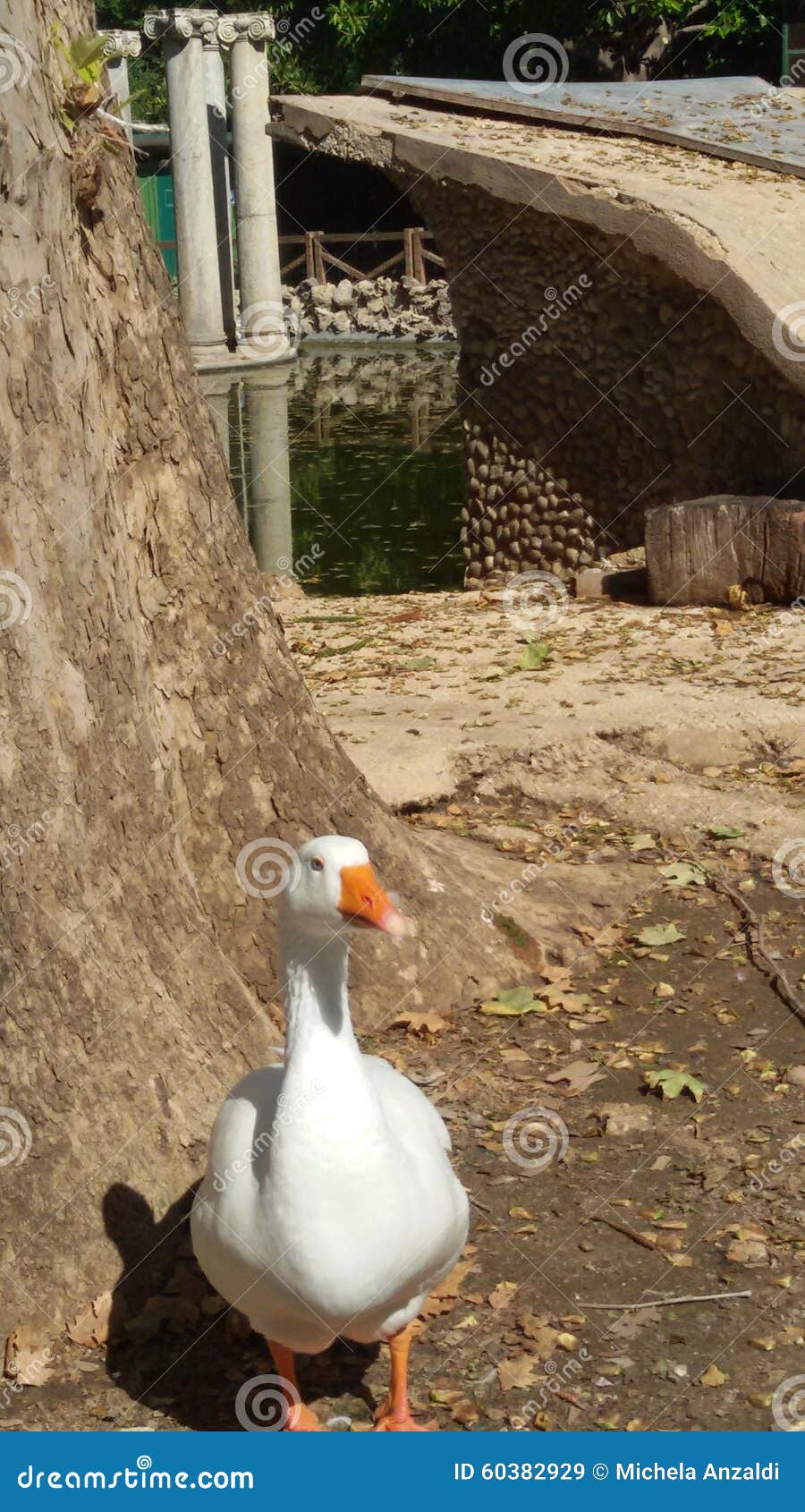 Goose in nature stock image. Image of goose, animal, fauna - 60382929