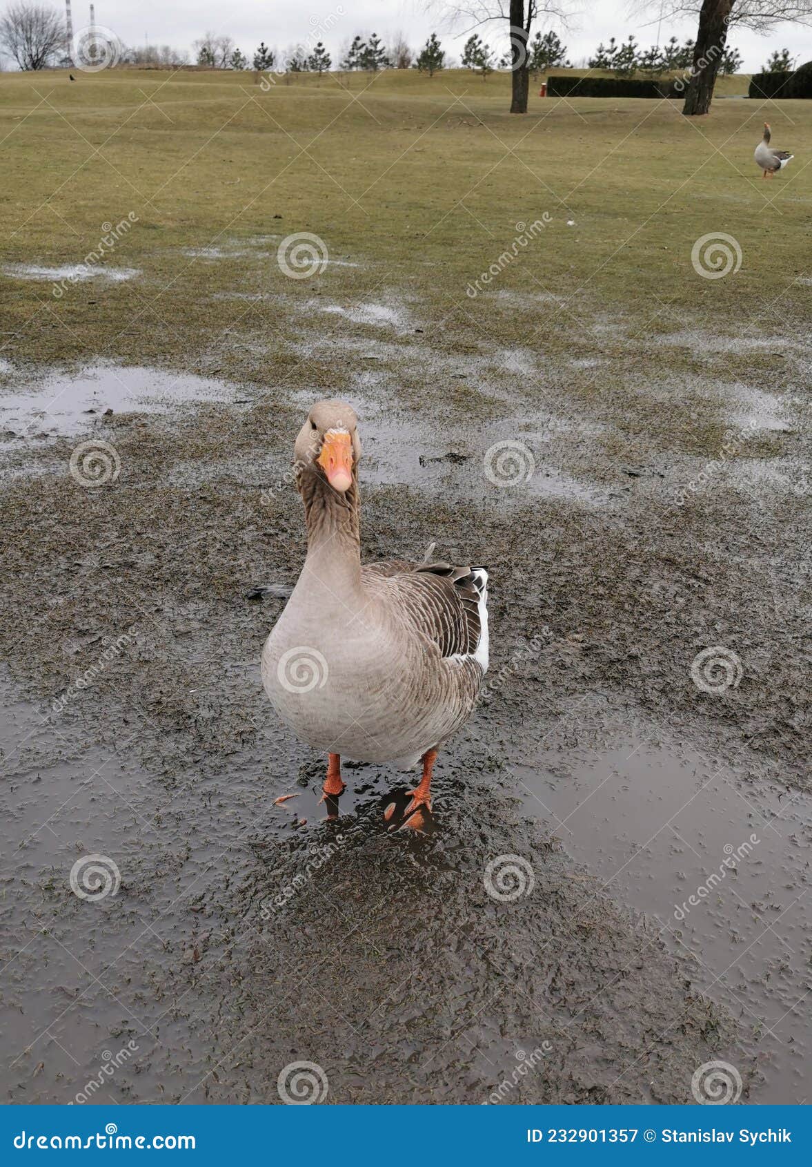 The Goose Nature is Standing in the Mud Stock Image - Image of goose ...