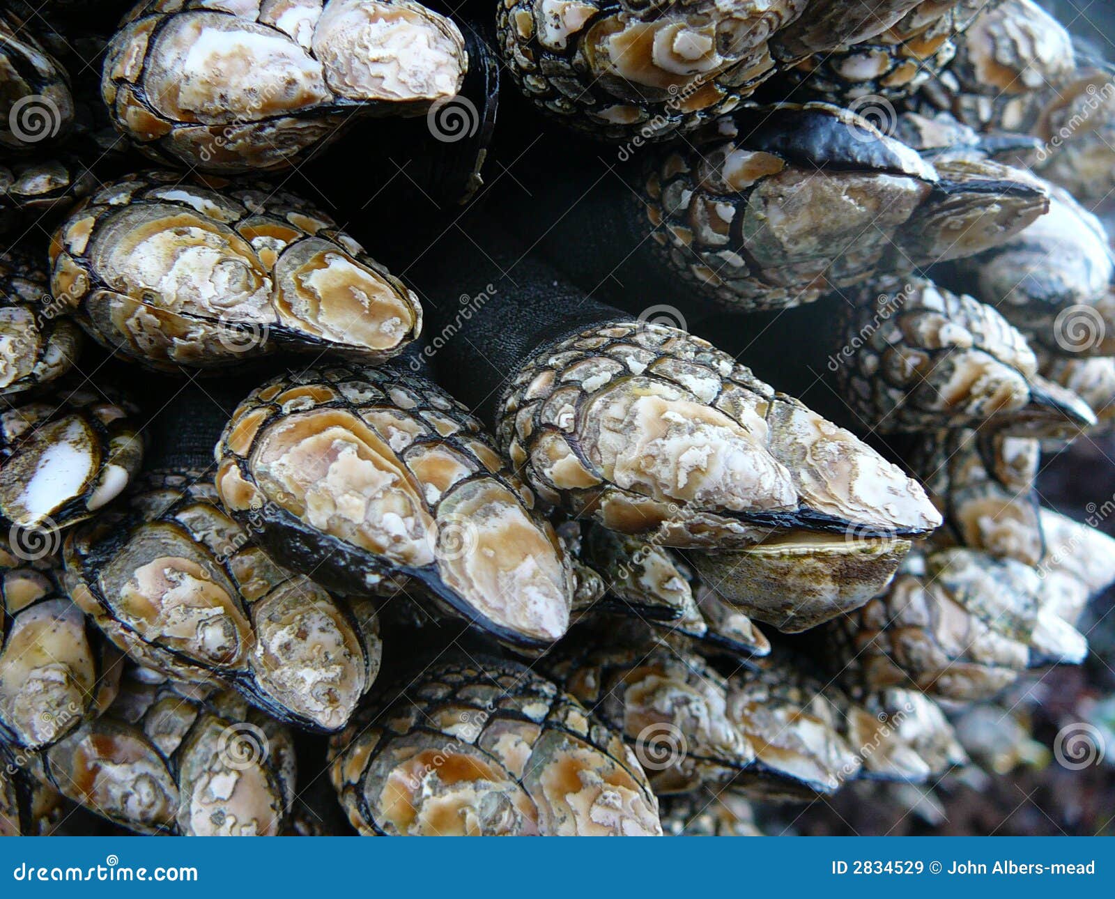 Goose neck barnacles stock image. Image of crowded, tide - 2834529