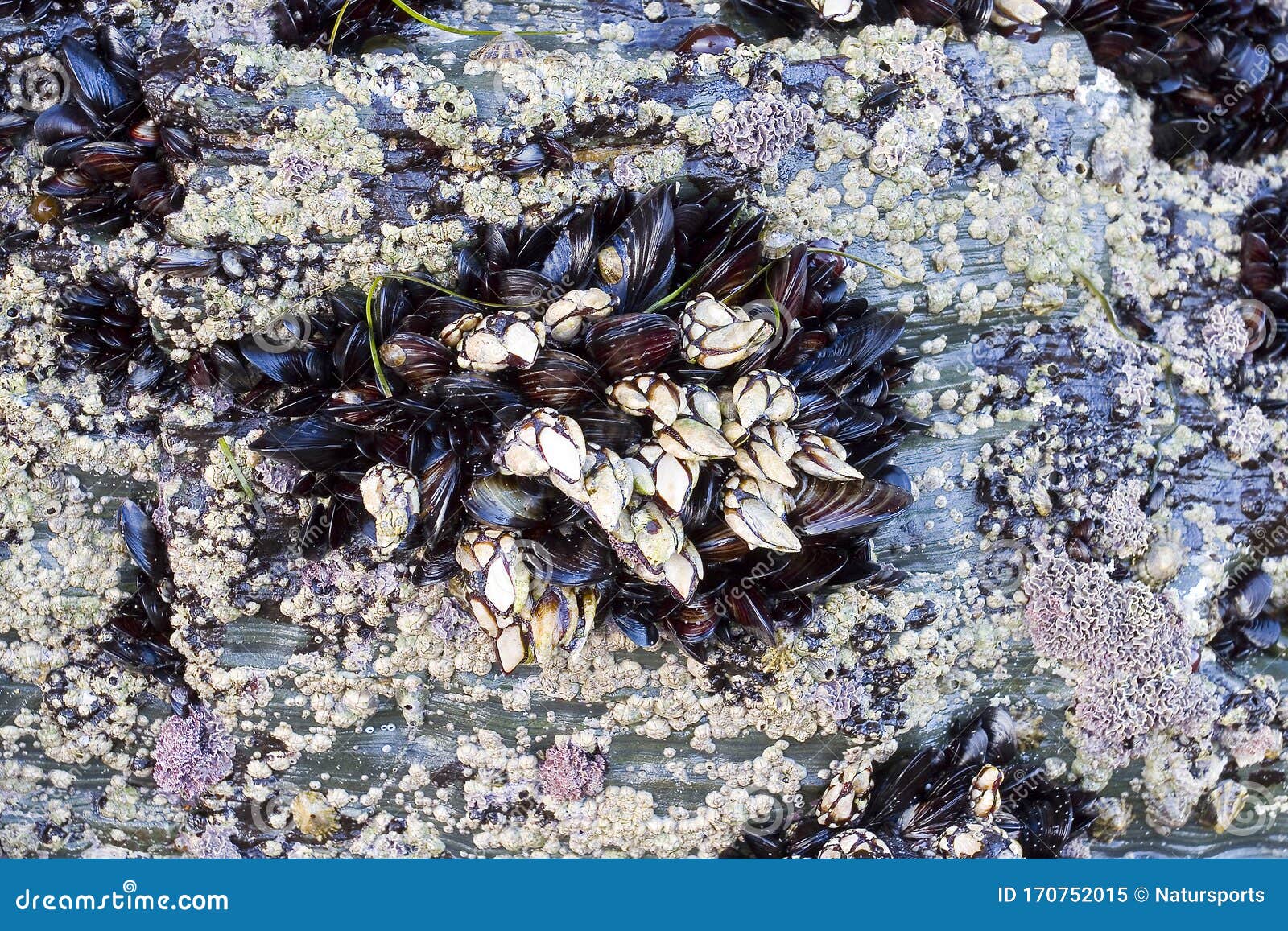Goose neck barnacles stock image. Image of food, bivalve - 170752015