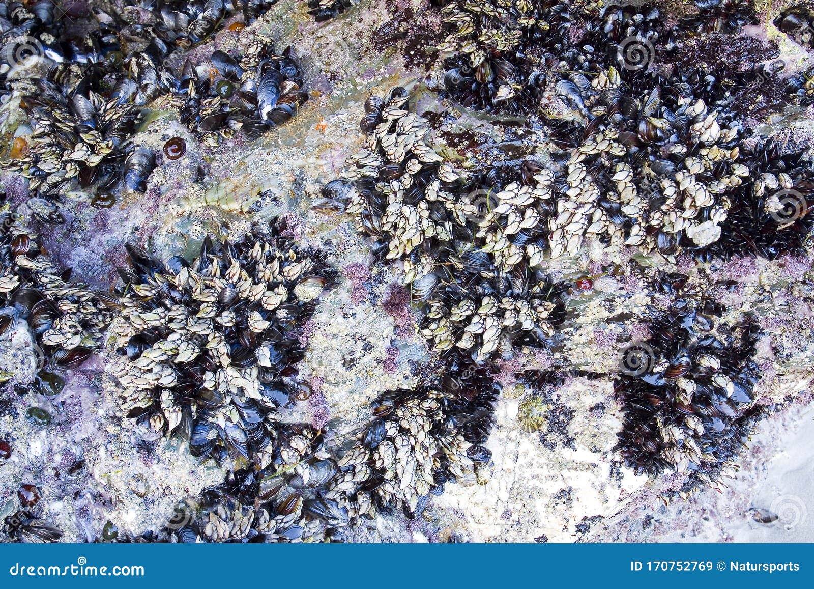 Goose neck barnacles stock image. Image of nature, coast - 170752769