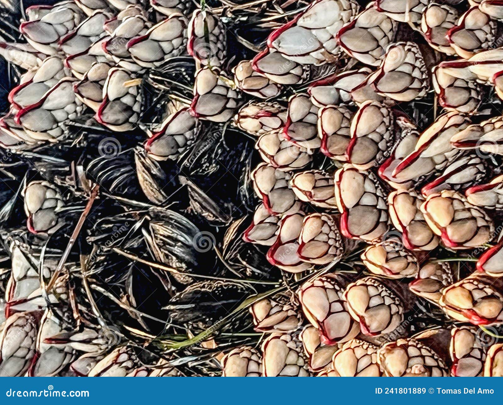 Goose Neck Barnacles, Crustaceans, Delicacy, Seafood. Percebes ...