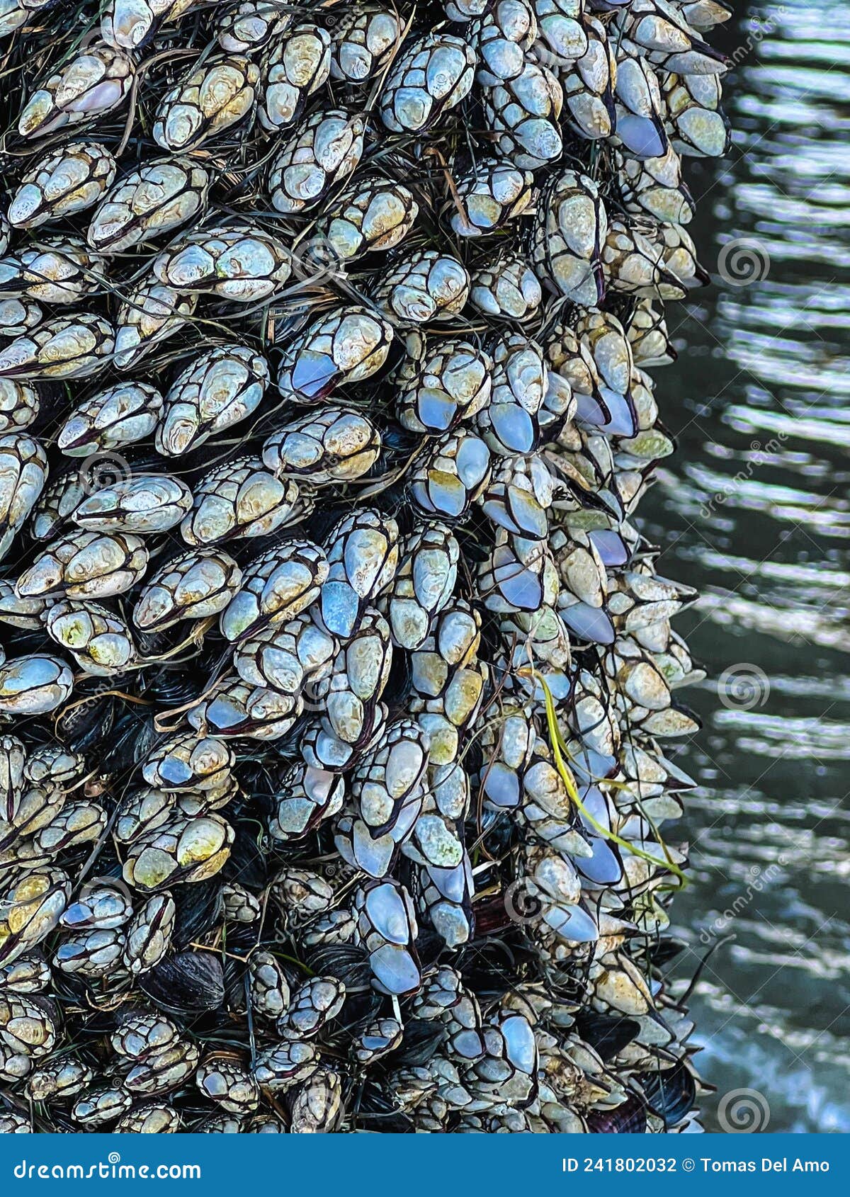 Goose Neck Barnacles, Crustaceans, Delicacy, Seafood. Percebes ...