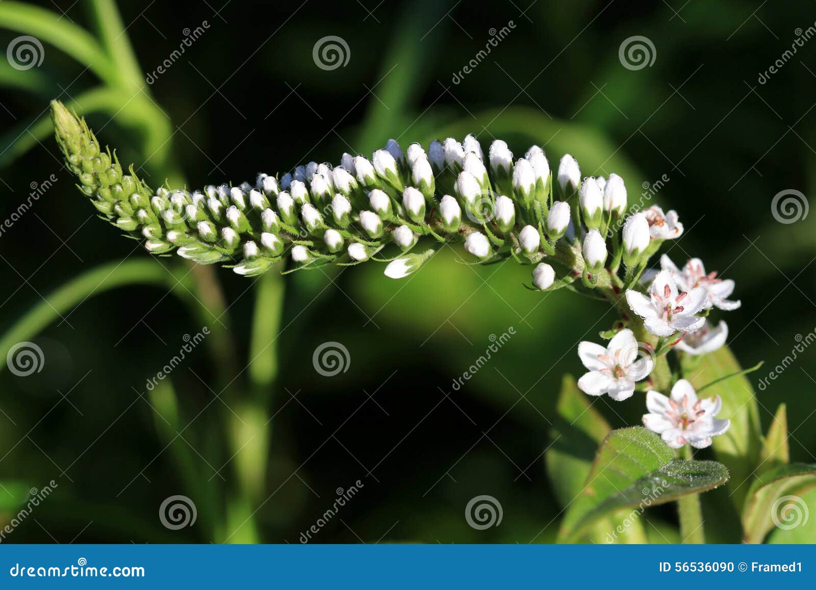 Goose Neck flower stock photo. Image of neck, flower - 56536090