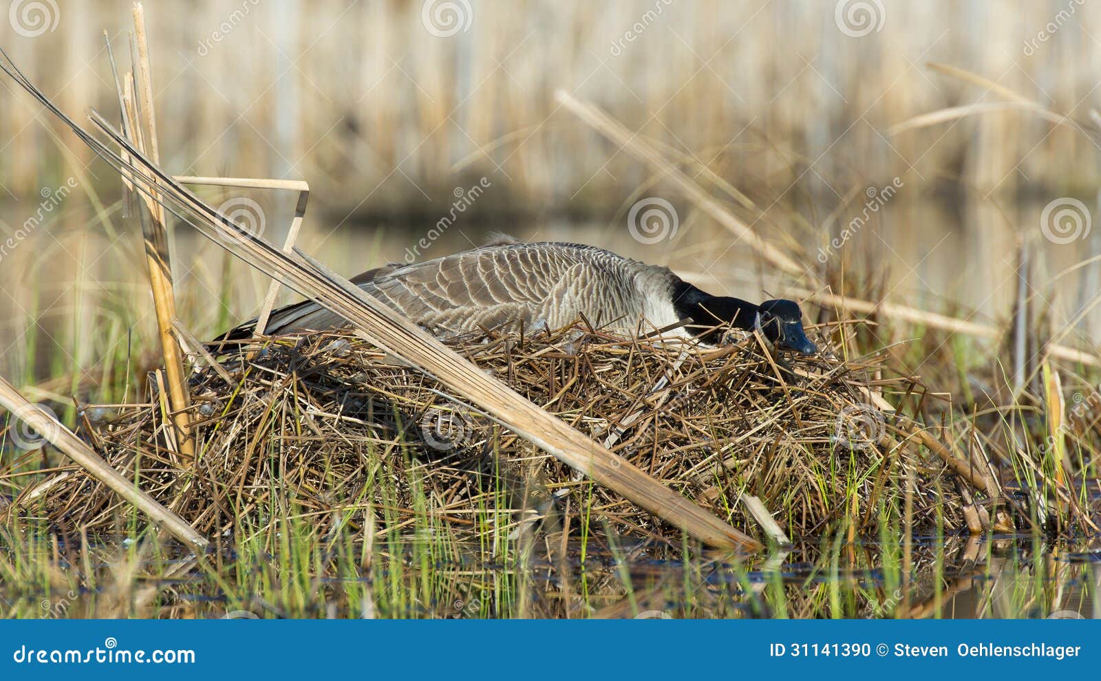 Goose Nest stock photo. Image of canadian, nest, nesting - 31141390