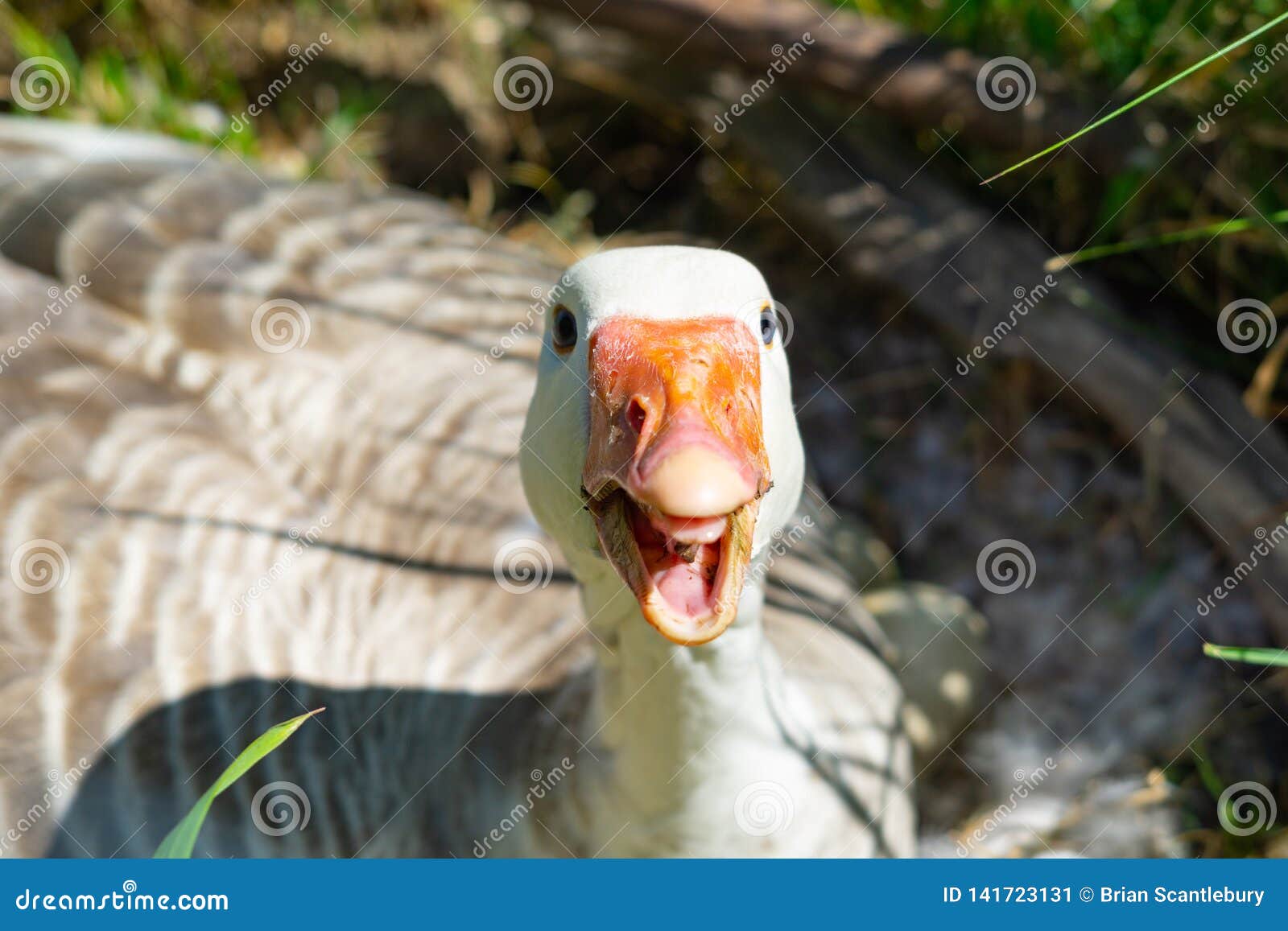Goose on Nest on Edge of Field with Beak Open Stock Image - Image of ...