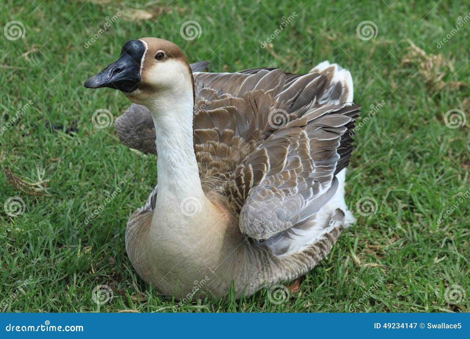 Goose stock image. Image of beak, farmland, cute, ears - 49234147