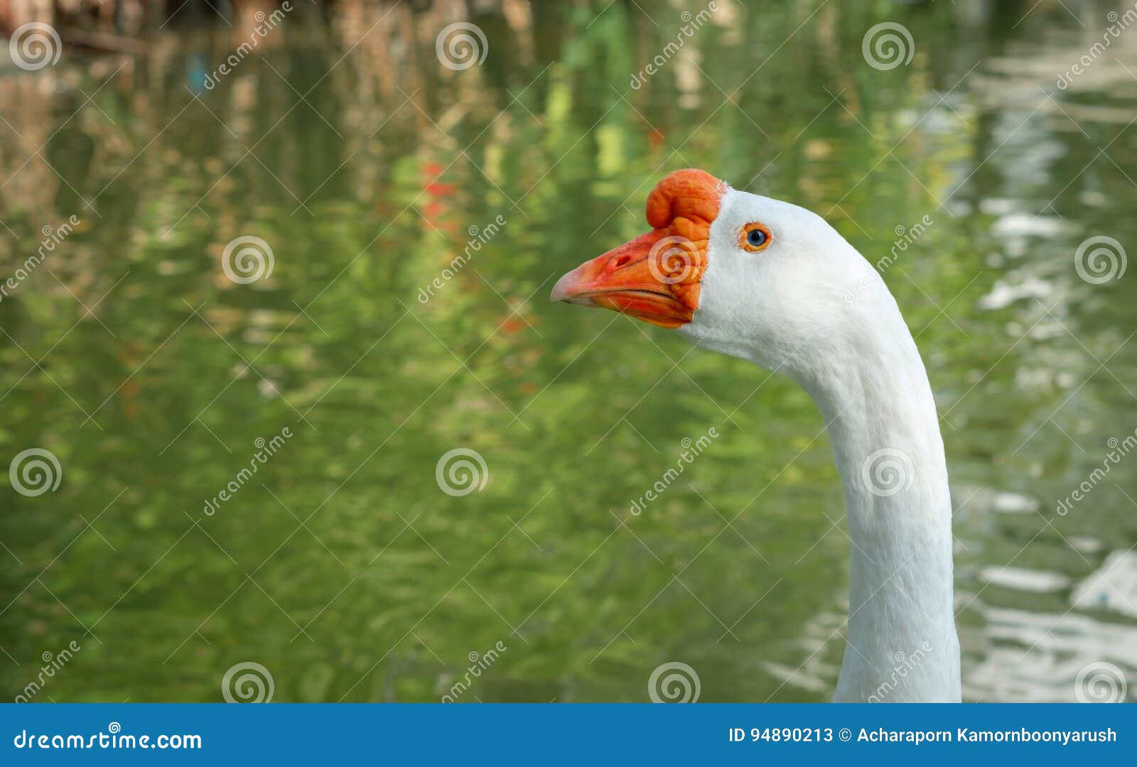 Goose stock image. Image of stare, amazing, stand, neck - 94890213
