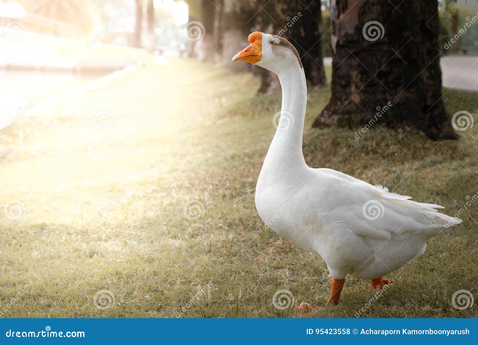 Goose stock photo. Image of intently, look, animal, grass - 95423558
