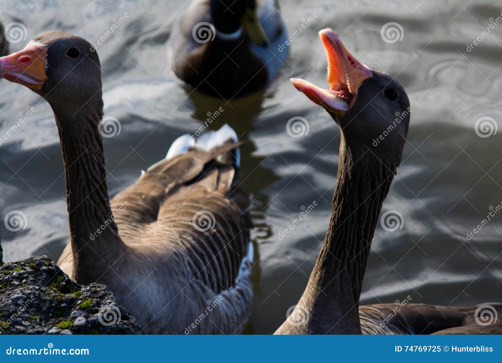Goose with Open Mouth in Water Stock Image - Image of eating ...