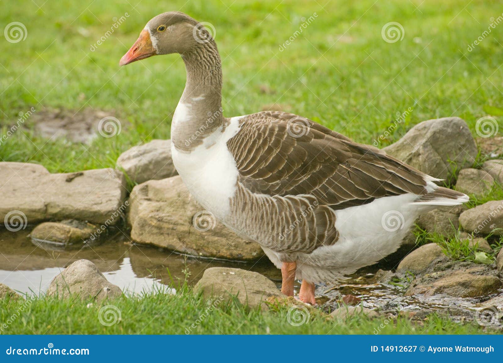 Goose Paddling in a Stream Closeup. Stock Image - Image of dinner, gray ...