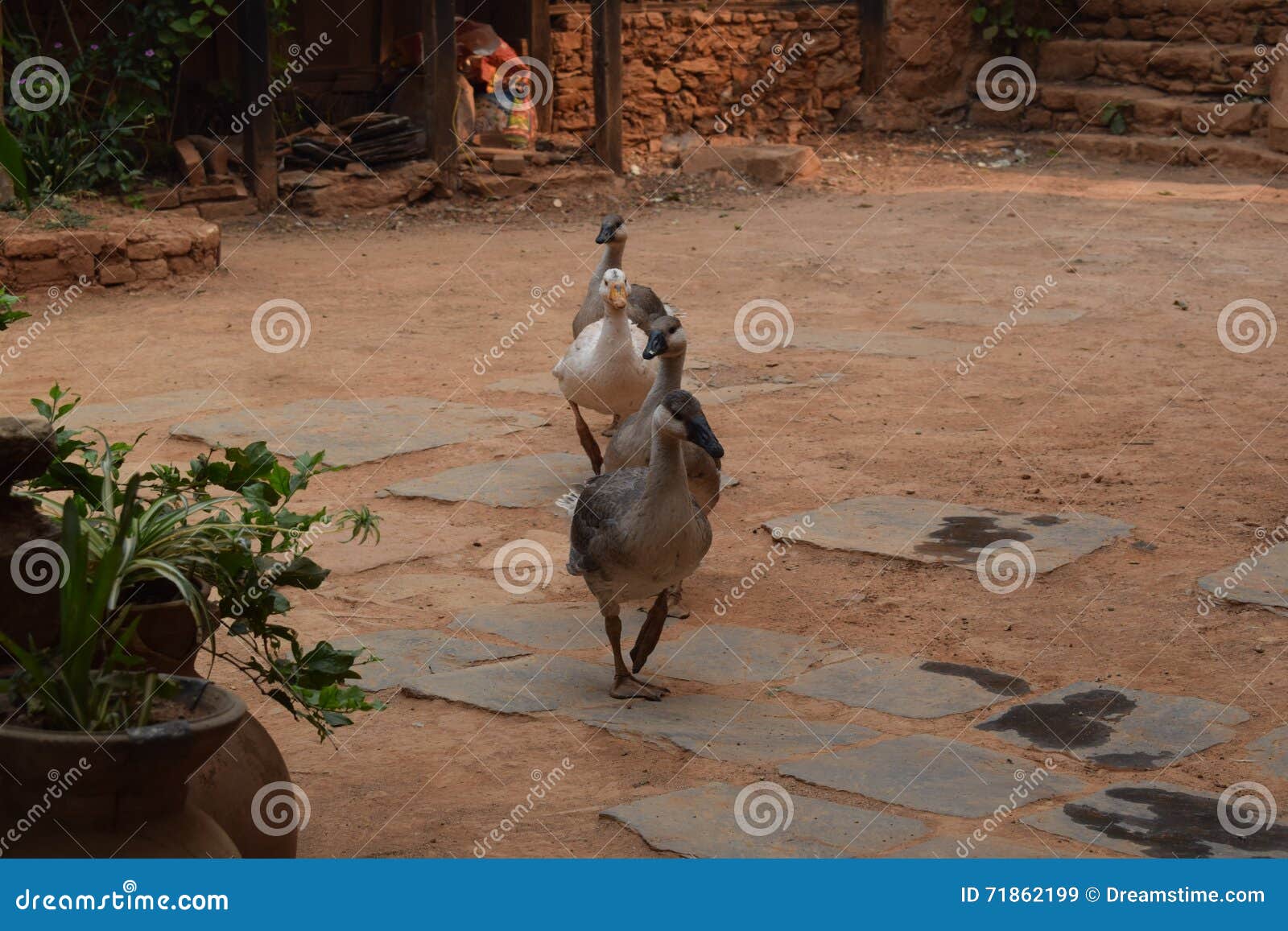 Goose parade in Nepal stock image. Image of birds, webbed - 71862199