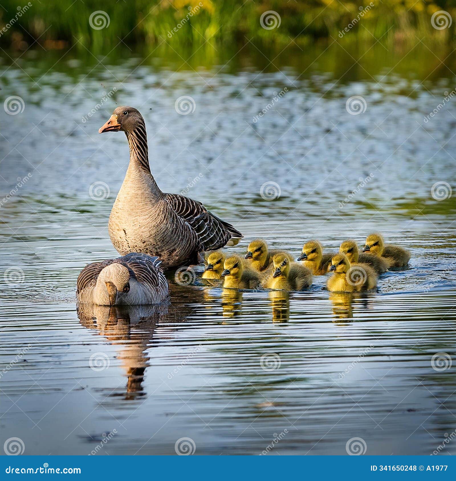 Goose Parents with Goslings, AI Generated Stock Illustration ...