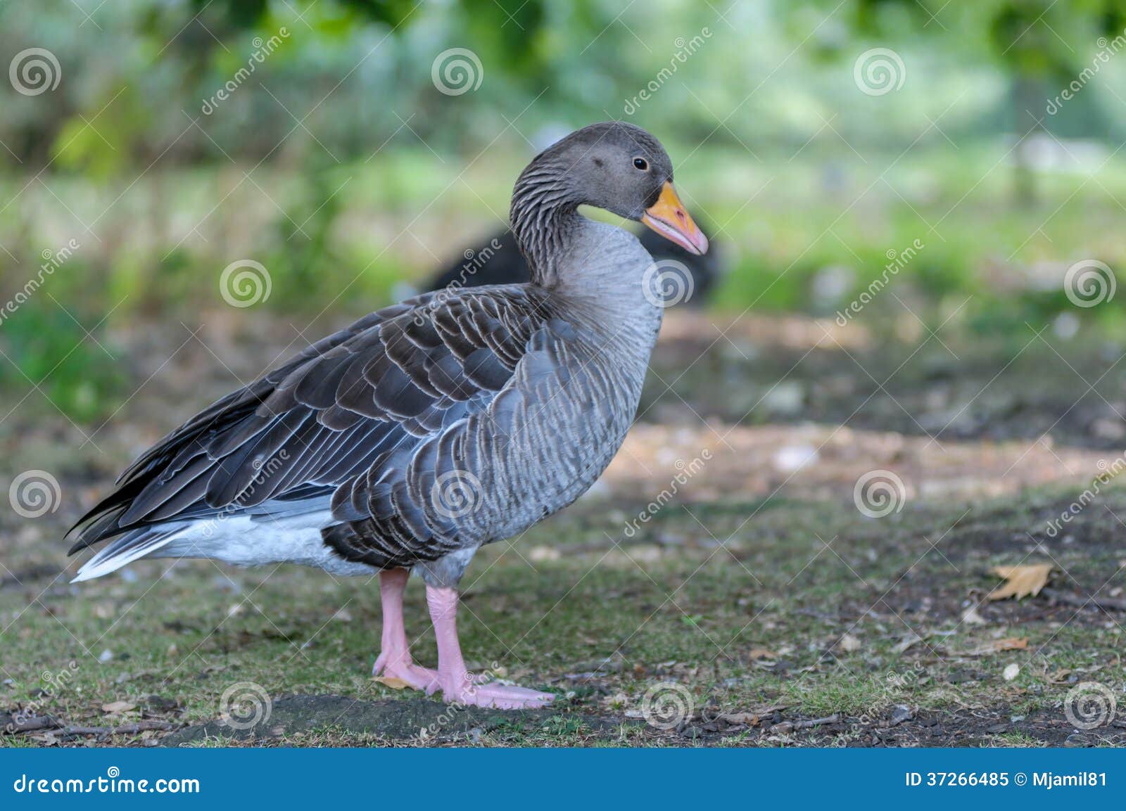Goose in a park stock image. Image of geese, looking - 37266485