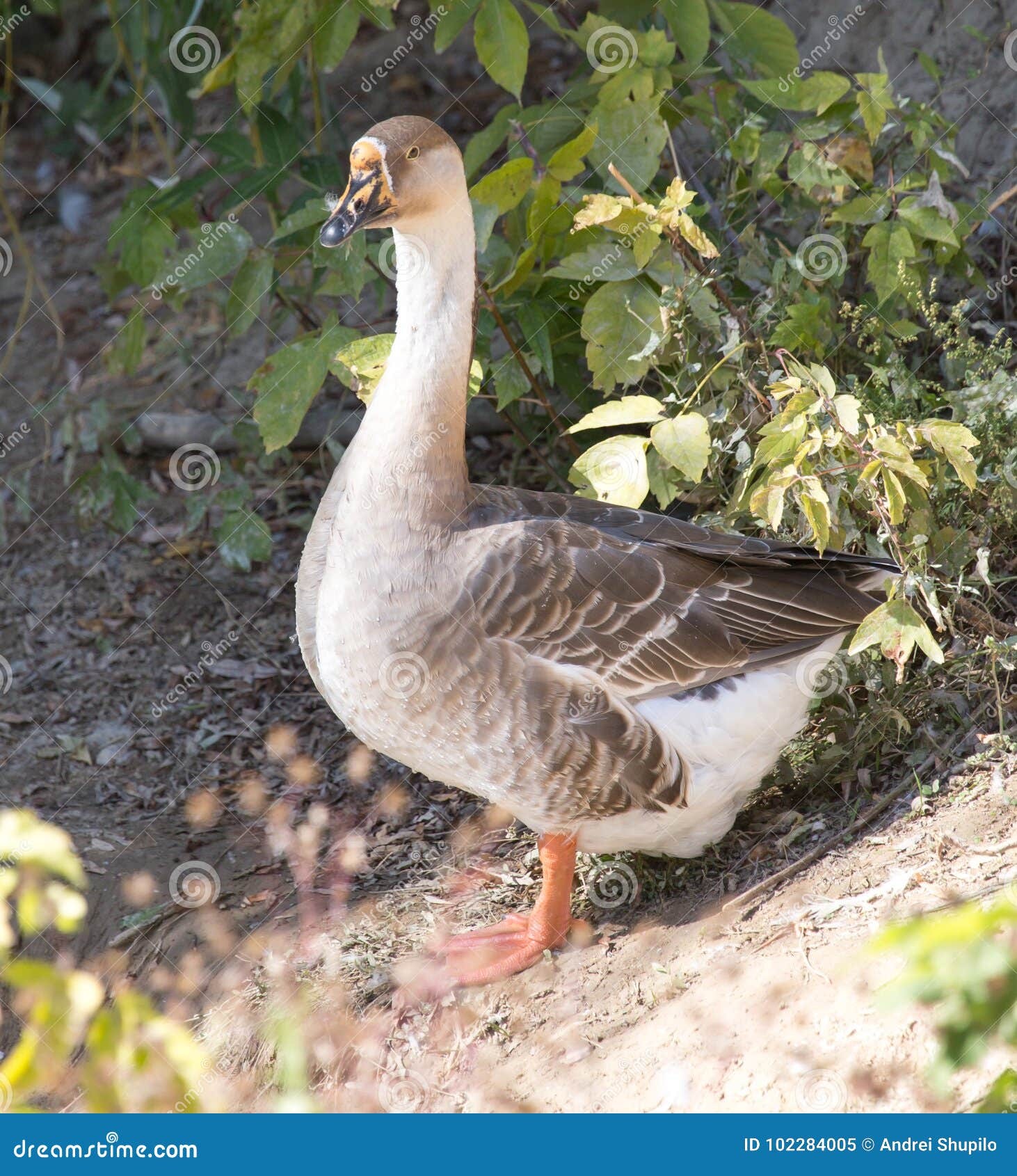 Goose in the park outdoors stock image. Image of park - 102284005