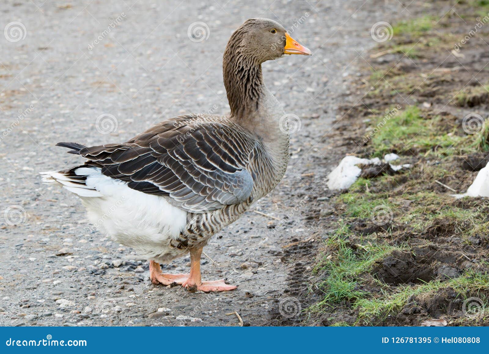 Goose on Farmyard in Winter Stock Image - Image of farming, birds ...