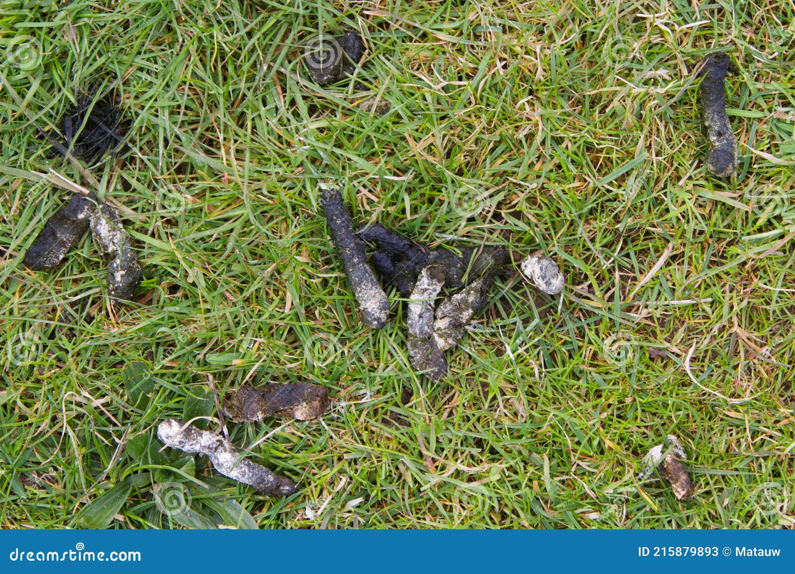 Goose poo stock image. Image of feces, goose, fertilizer - 215879893