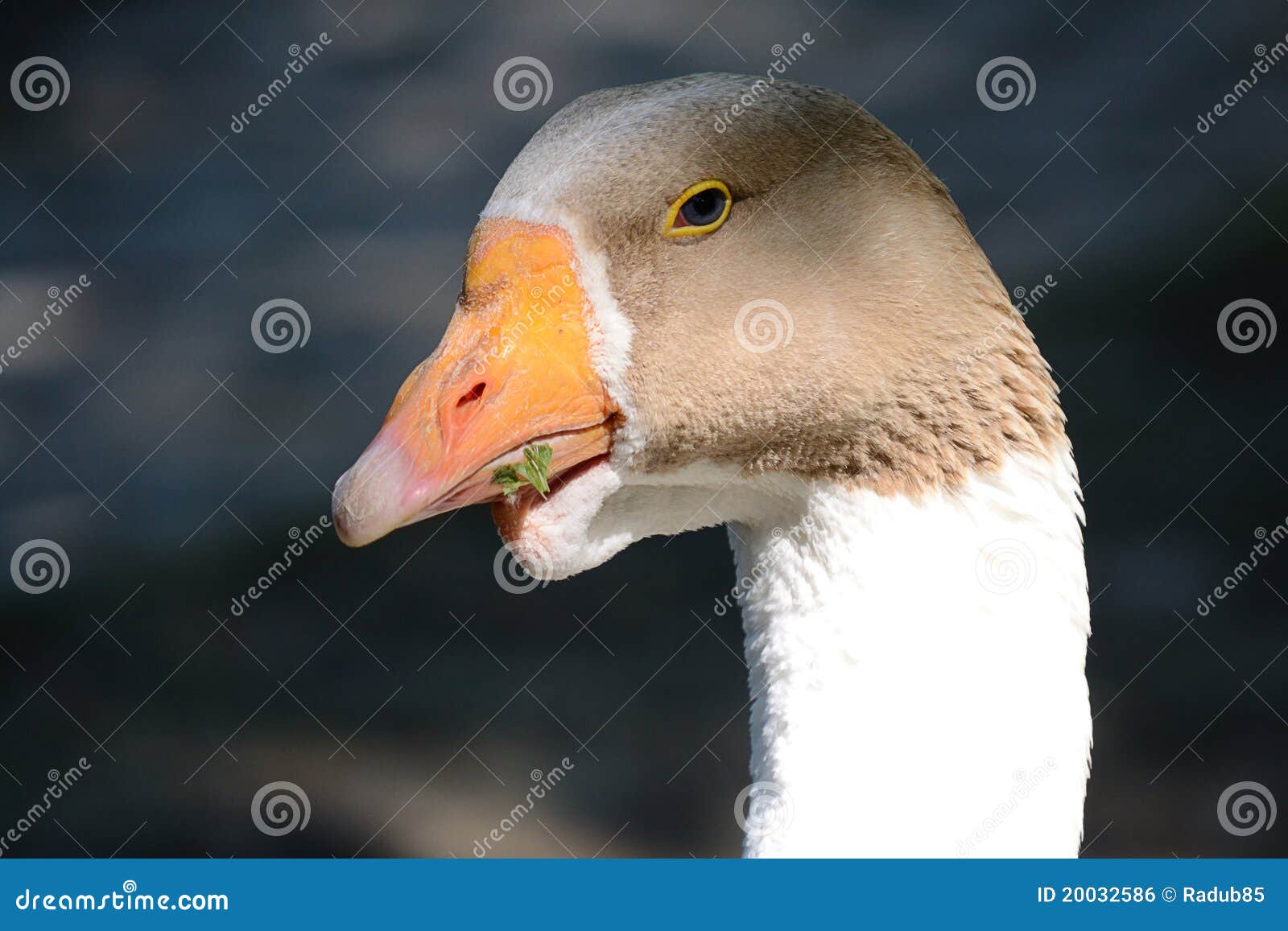 Goose Portrait stock photo. Image of feeding, face, goose - 20032586