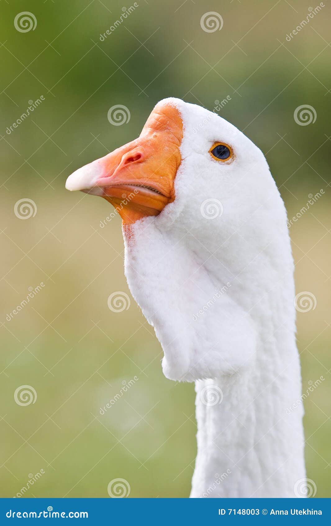 Goose portrait stock image. Image of bird, animal, avian - 7148003