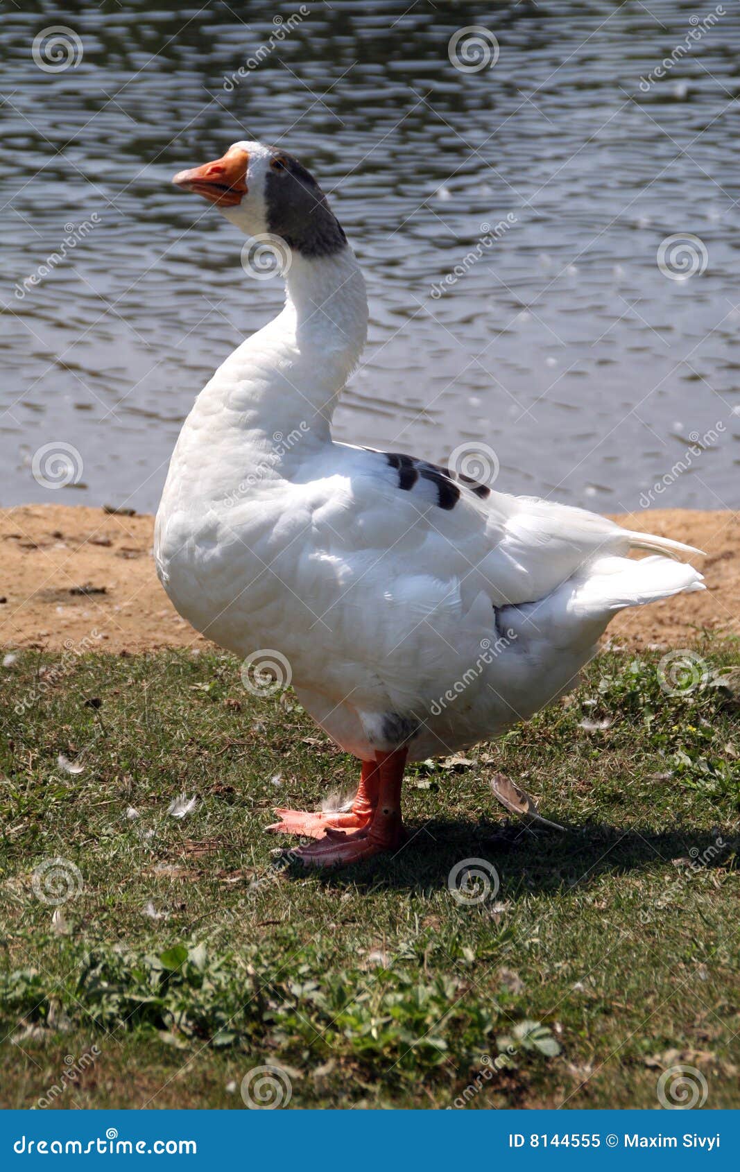 Goose portrait stock image. Image of animal, gray, poultry - 8144555
