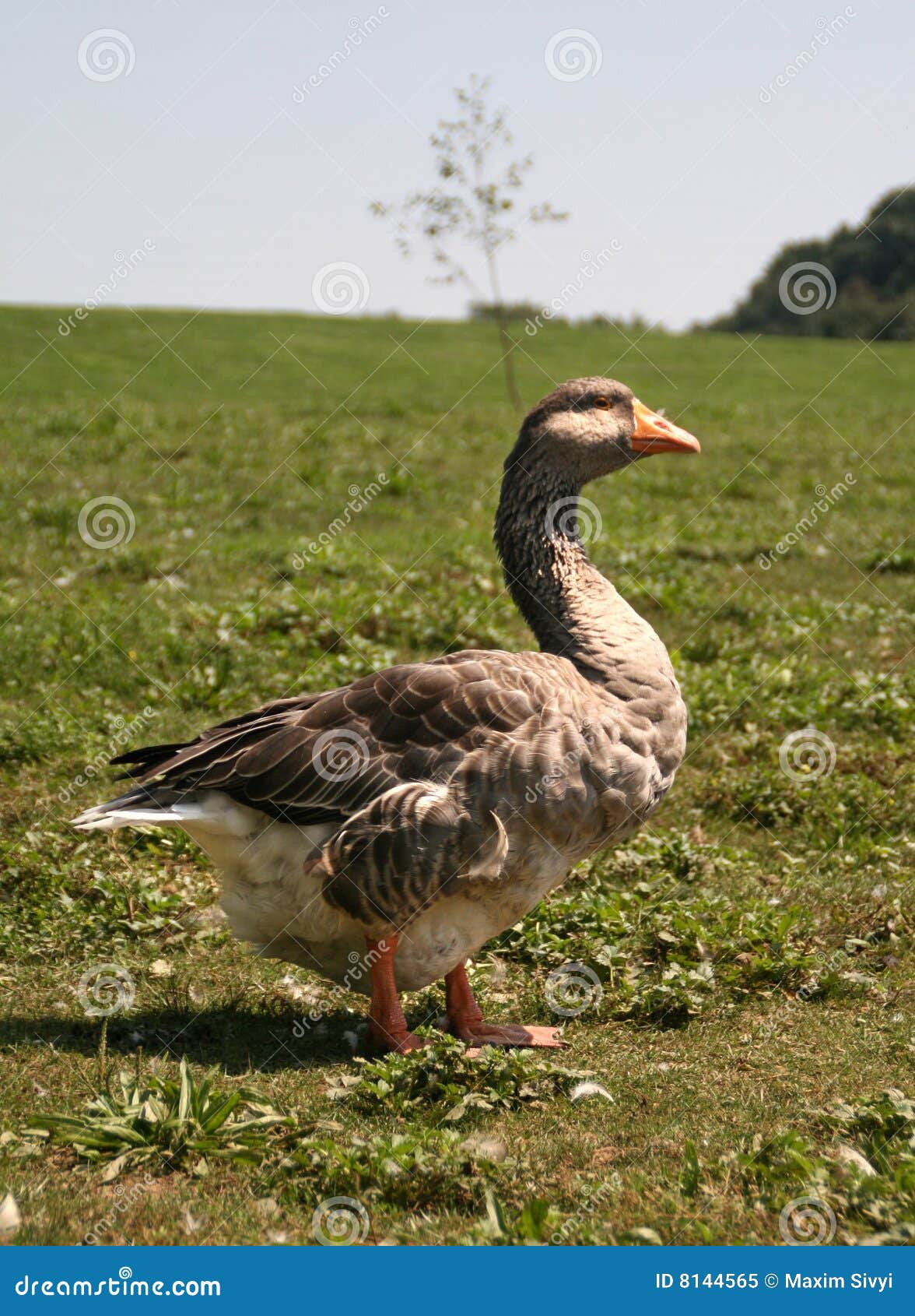 Goose portrait stock image. Image of poultry, goose, isolated - 8144565