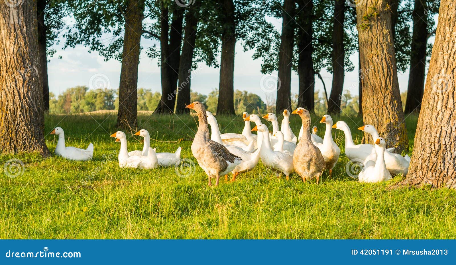 Goose stock image. Image of youthfulness, interest, goose - 42051191